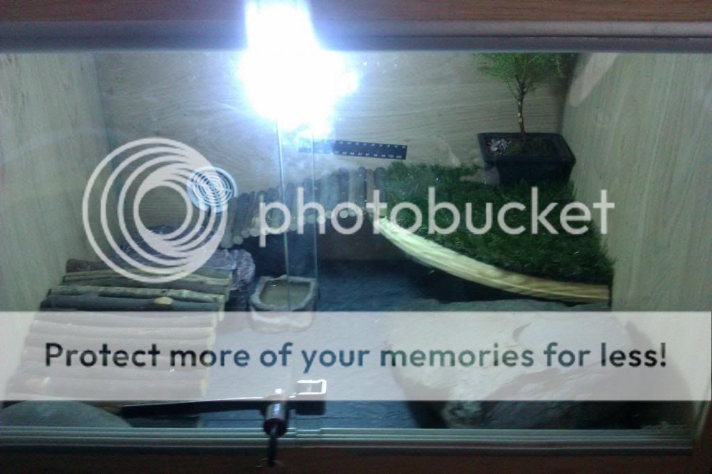 Show Me Your Viv Setups!! | Page 8 | Reptile Forums