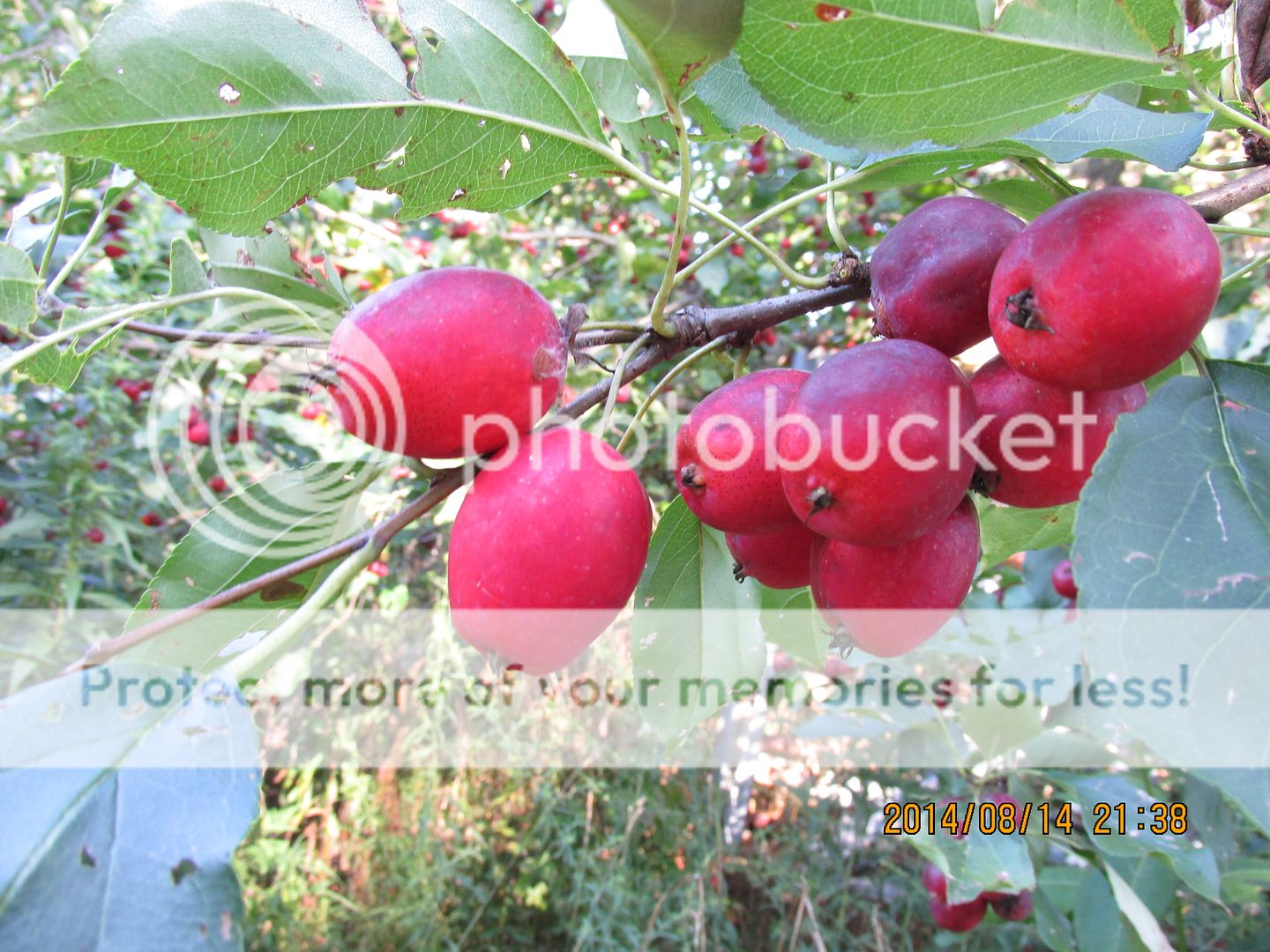 Sargeant Crabapple Size? | The HuntingPA.com Outdoor Community
