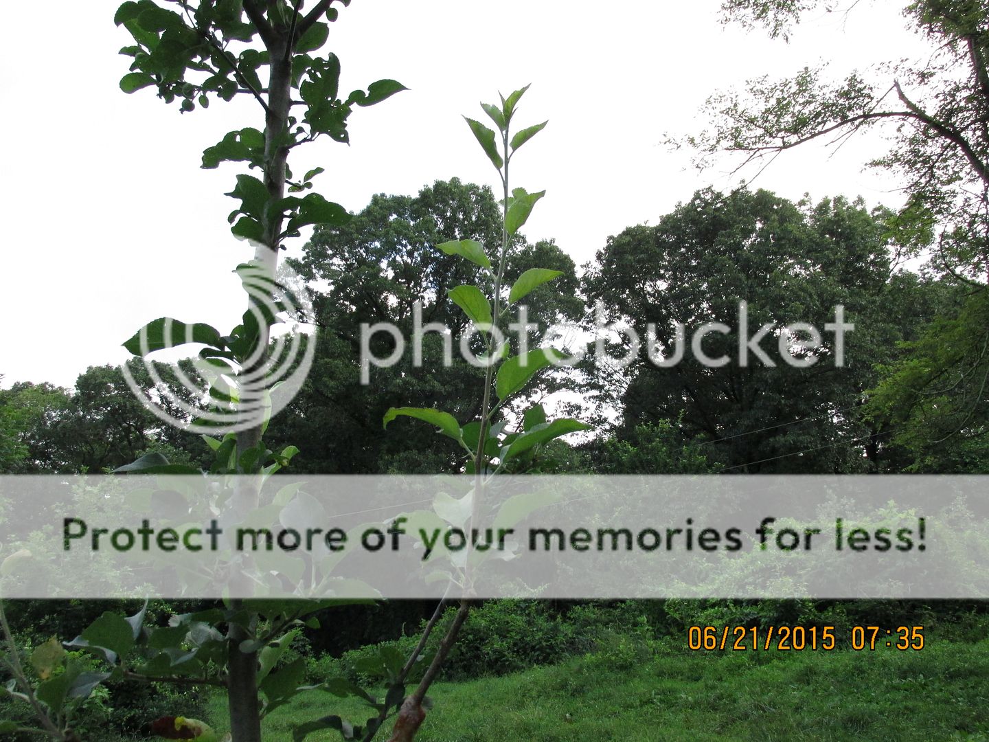 Limb Grafts | Wildlife Habitat - Lets talk.....