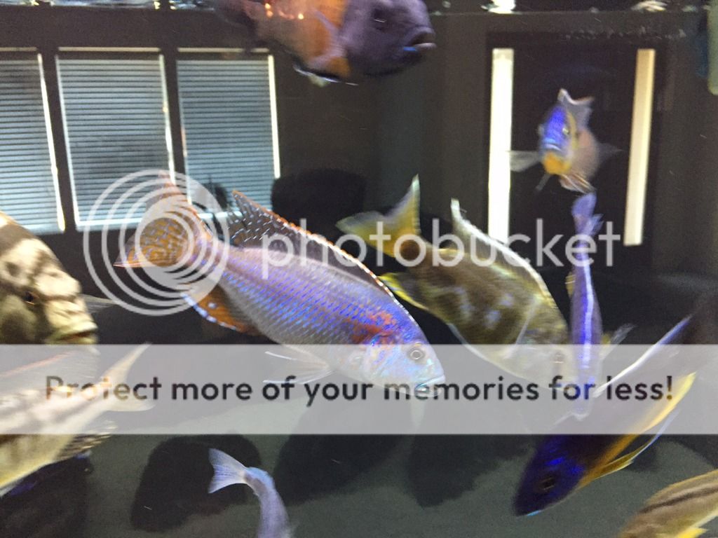 Nimbochromis fuscotaeniatus | Cichlid Fish Forum